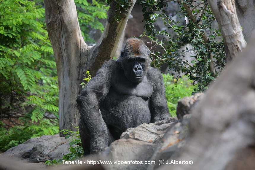 FOTOS DE GORILAS, PRIMATES, ESPALDA PLATEADA. LORO PARK. ISLAS CANARIAS ...