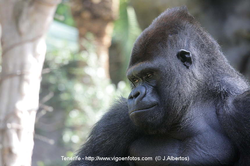 FOTOS DE GORILAS, PRIMATES, ESPALDA PLATEADA. LORO PARK. ISLAS CANARIAS ...