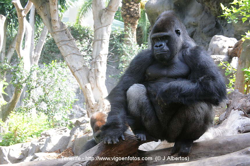 PHOTOS OF GORILLAS, PRIMATES, SILVERBACK. LORO PARK. CANARY ISLANDS ...