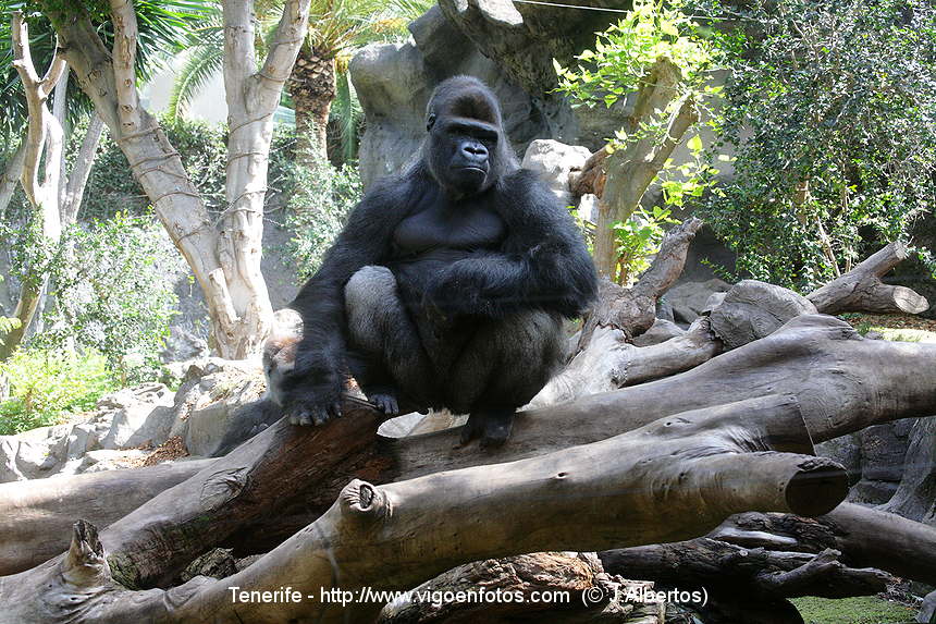 PHOTOS OF GORILLAS, PRIMATES, SILVERBACK. LORO PARK. CANARY ISLANDS ...