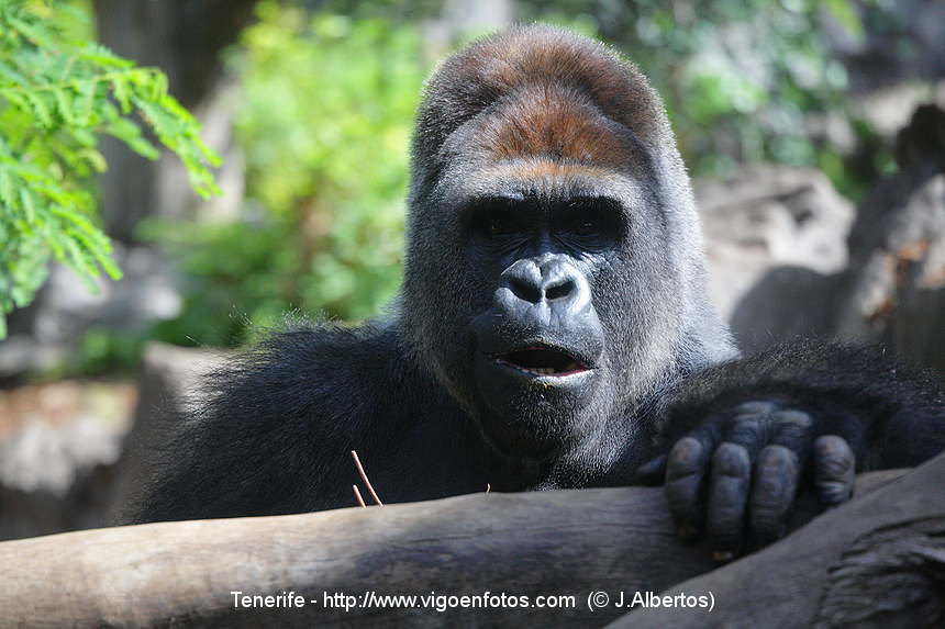 FOTOS DE GORILAS, PRIMATES, ESPALDA PLATEADA. LORO PARK. ISLAS CANARIAS ...