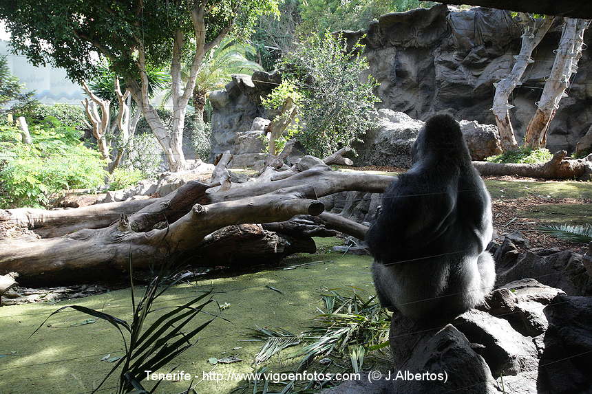 PHOTOS OF GORILLAS, PRIMATES, SILVERBACK. LORO PARK. CANARY ISLANDS ...