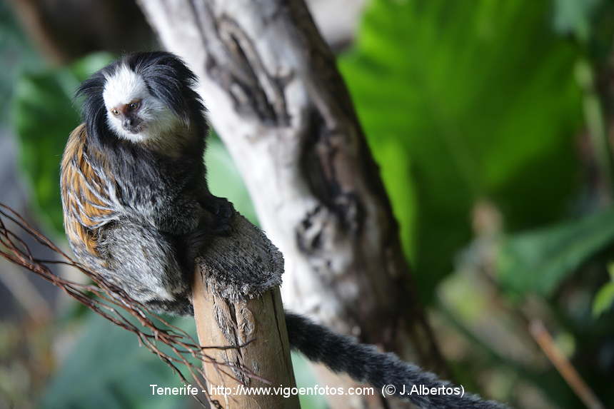 FOTOS DE MONOS TITÃ S. CATARRINOS. ISLAS CANARIAS, TENERIFE - LORO PARK ...