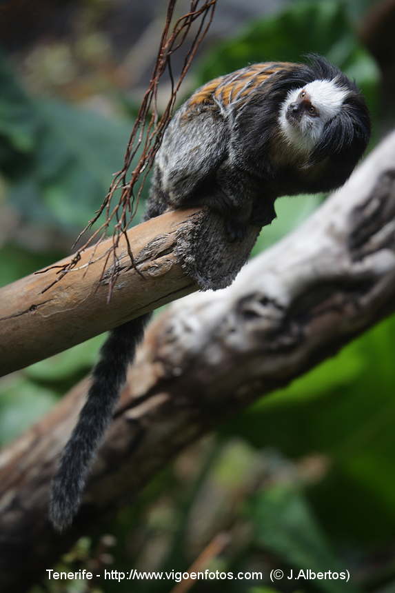 FOTOS DE MONOS TITÃ S. CATARRINOS. ISLAS CANARIAS, TENERIFE - LORO PARK ...
