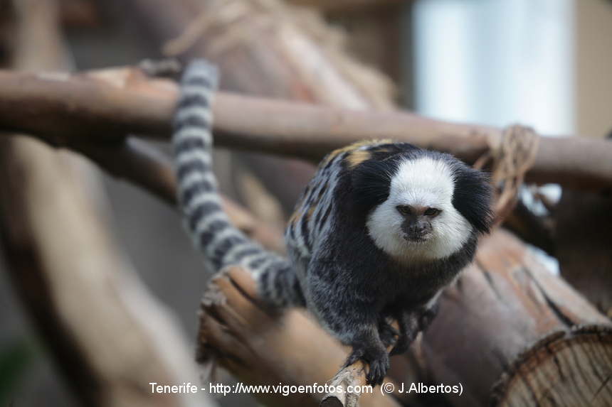 FOTOS DE MONOS TITÃ S. CATARRINOS. ISLAS CANARIAS, TENERIFE - LORO PARK ...