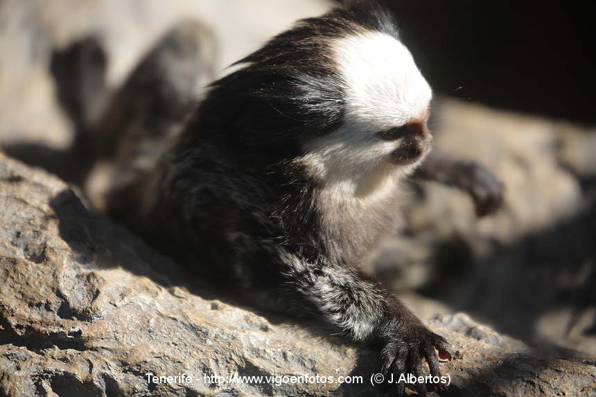 FOTOS DE MONOS TITÃ S. CATARRINOS. ISLAS CANARIAS, TENERIFE - LORO PARK ...