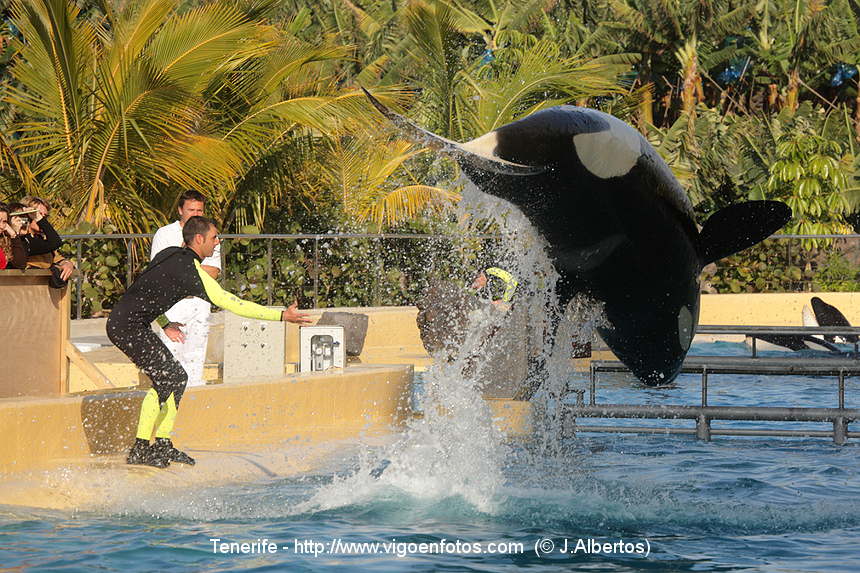 PHOTOS OF ORCAS, CETACEANS. LORO PARK. CANARY ISLANDS. TENERIFE - LORO ...