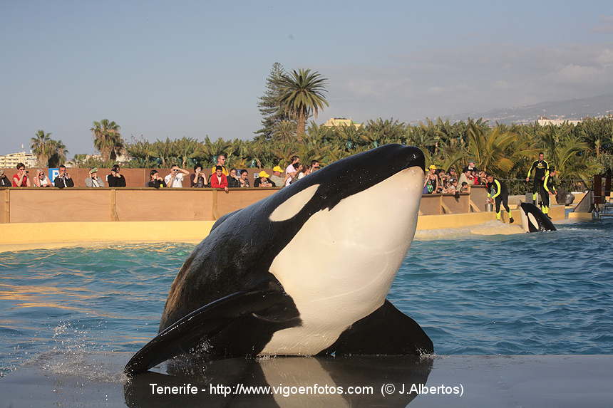 PHOTOS OF ORCAS, CETACEANS. LORO PARK. CANARY ISLANDS. TENERIFE - LORO ...