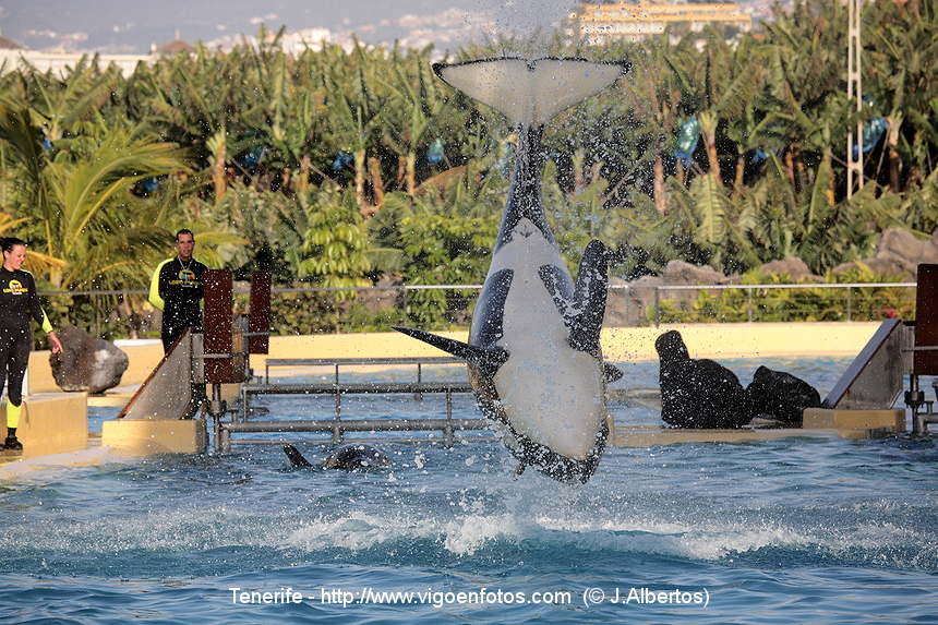 PHOTOS OF ORCAS, CETACEANS. LORO PARK. CANARY ISLANDS. TENERIFE - LORO ...