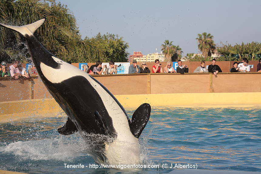PHOTOS OF ORCAS, CETACEANS. LORO PARK. CANARY ISLANDS. TENERIFE - LORO ...