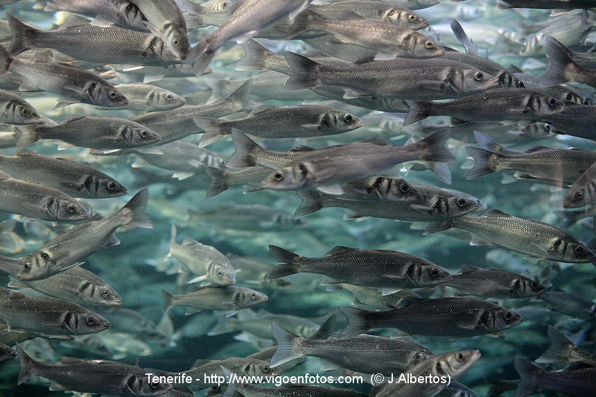 FOTOS DE PECES. ACUARIO DEL LORO PARK. ISLAS CANARIAS, TENERIFE - LORO ...