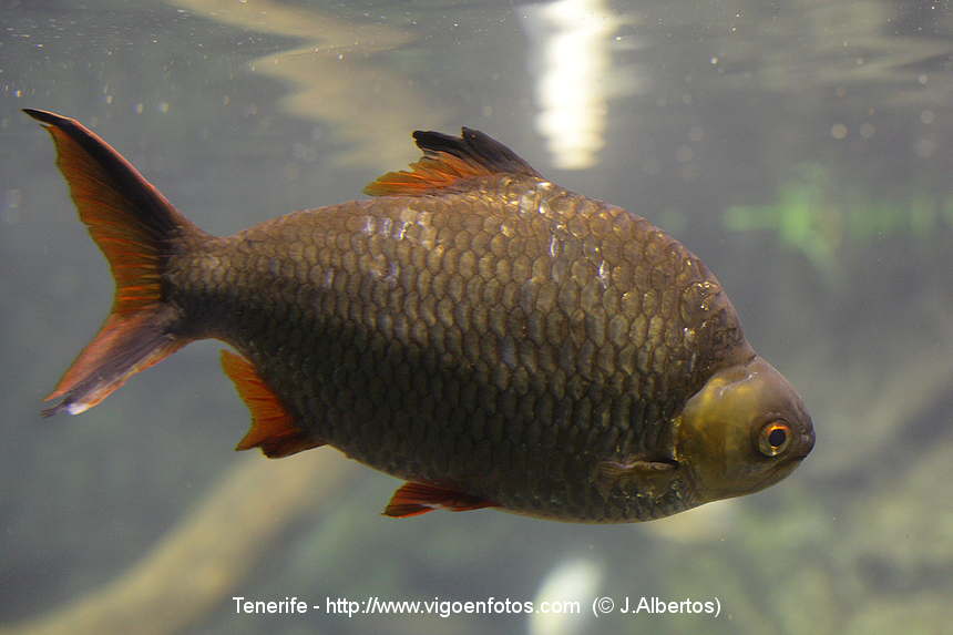 FOTOS DE PECES. ACUARIO DEL LORO PARK. ISLAS CANARIAS, TENERIFE - LORO ...