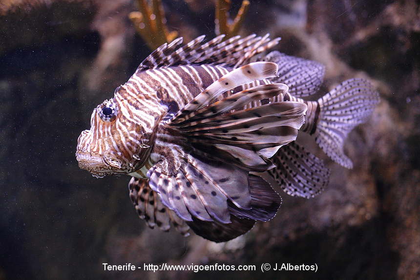 FOTOS DE PECES. ACUARIO DEL LORO PARK. ISLAS CANARIAS, TENERIFE - LORO ...