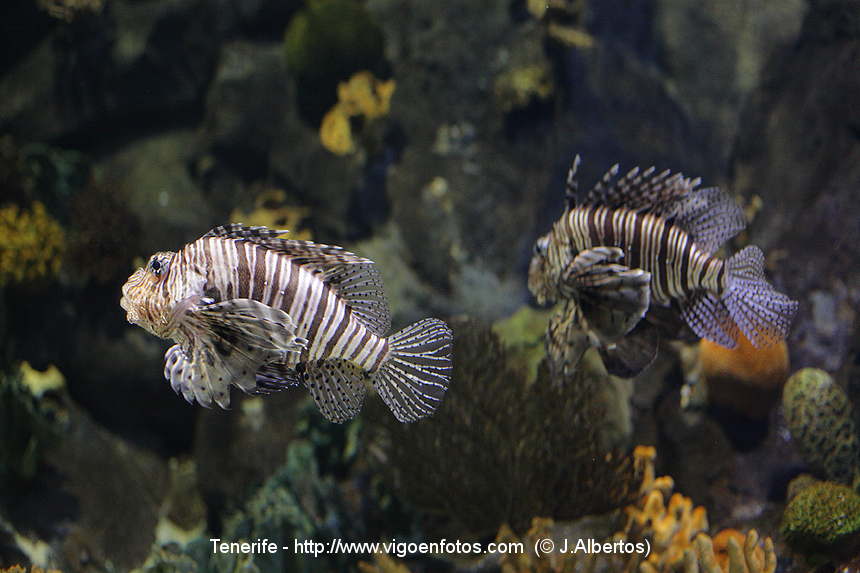 PHOTOS OF FISH. PARROT AQUARIUM PARK. CANARY ISLANDS, TENERIFE - LORO ...