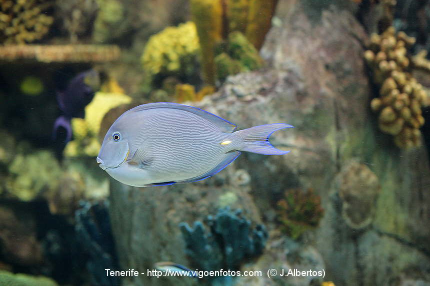 PHOTOS OF FISH. PARROT AQUARIUM PARK. CANARY ISLANDS, TENERIFE - LORO ...