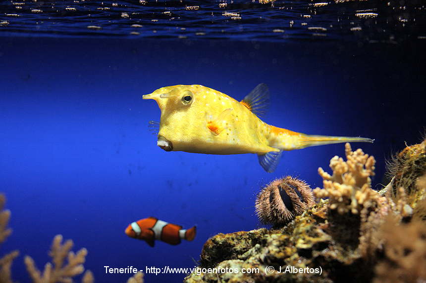 FOTOS DE PECES. ACUARIO DEL LORO PARK. ISLAS CANARIAS, TENERIFE - LORO ...