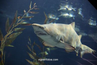 FOTOS DE TIBURONES. ISLAS CANARIAS. TENERIFE. LORO PARK - LORO PARK ...