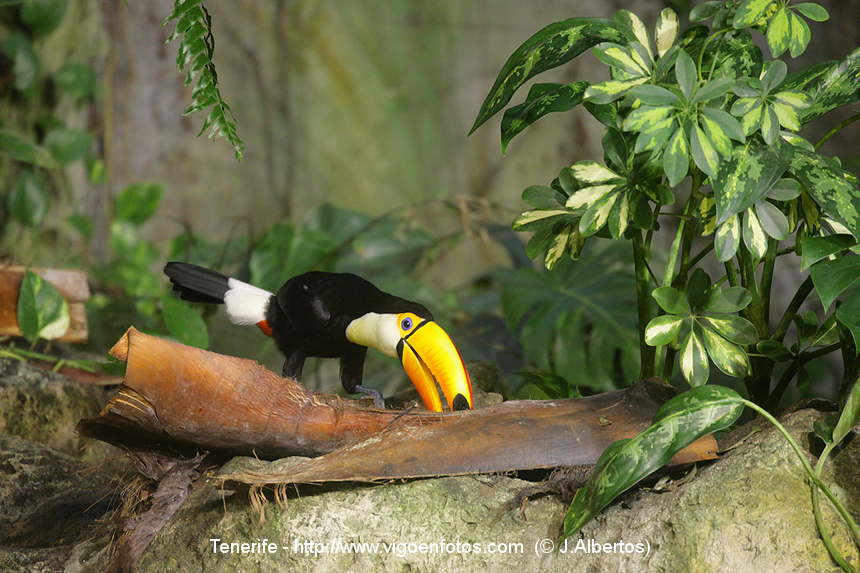 FOTOS DE TUCAN, TUCANES. ISLAS CANARIAS, TENERIFE. LORO PARQUE. - LORO ...