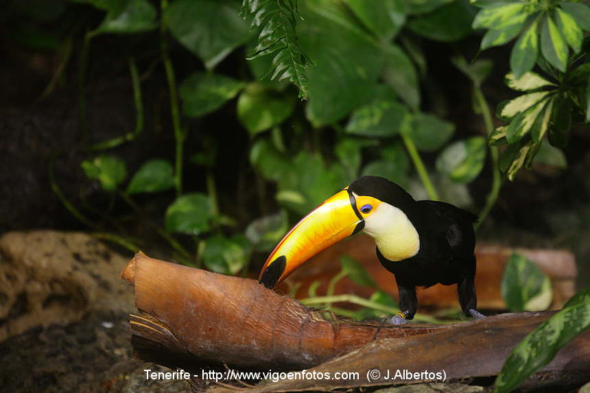 FOTOS DE TUCAN, TUCANES. ISLAS CANARIAS, TENERIFE. LORO PARQUE. - LORO ...