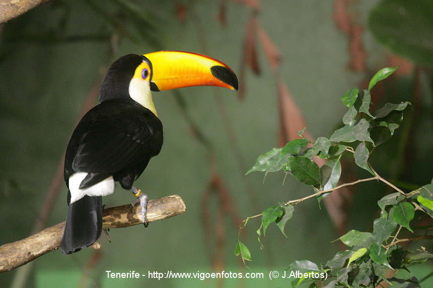 PHOTOS OF TUCAN, TOUCANS. CANARY ISLANDS, TENERIFE. LORO PARQUE. - LORO ...