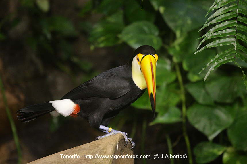 FOTOS DE TUCAN, TUCANES. ISLAS CANARIAS, TENERIFE. LORO PARQUE. - LORO ...